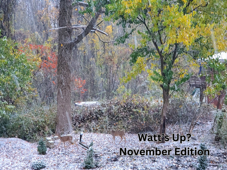 Watt's Up? November Edition – Lauren's Easel